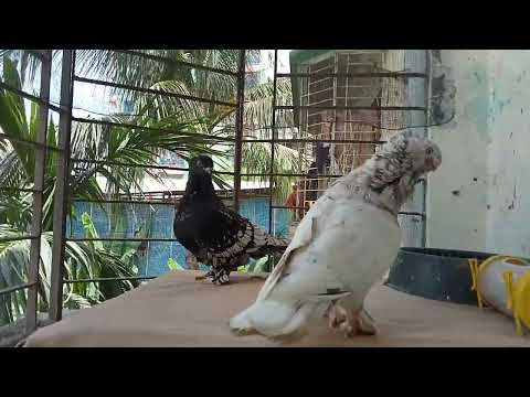 Blondinette pigeon of Bangladesh