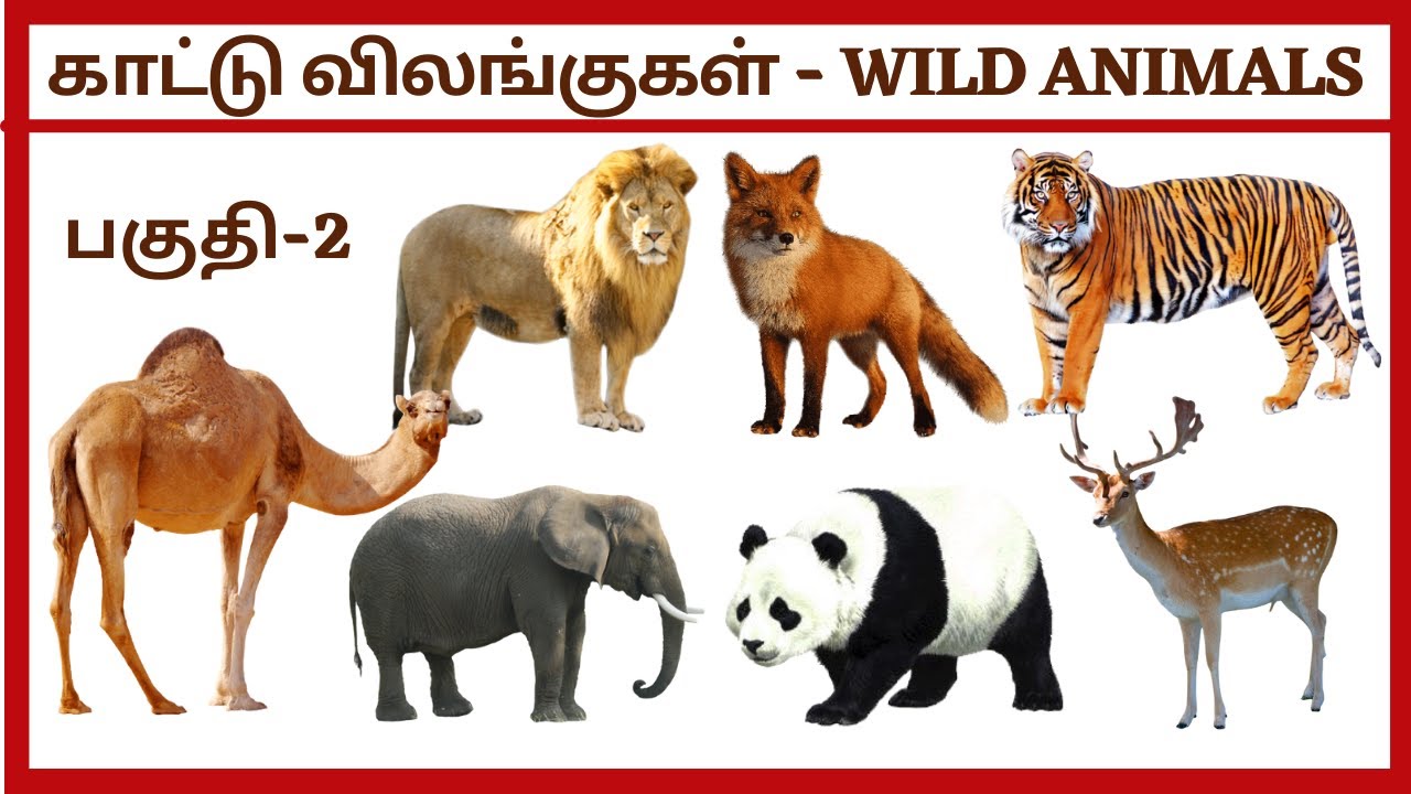 காட்டு விலங்குகள்|Kattu Vilangugal in Tamil|Wild Animals Name for Kids ...