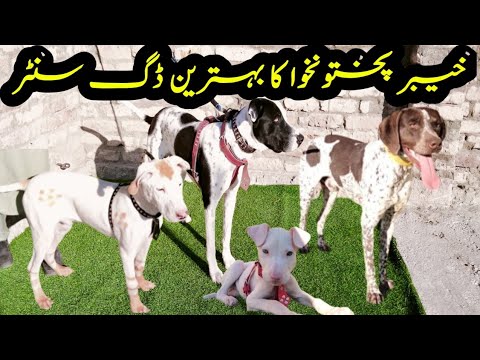 Top pure kohati gultair Dogs|Pakistani gultair Dogs center|पाकिस्तानी ...