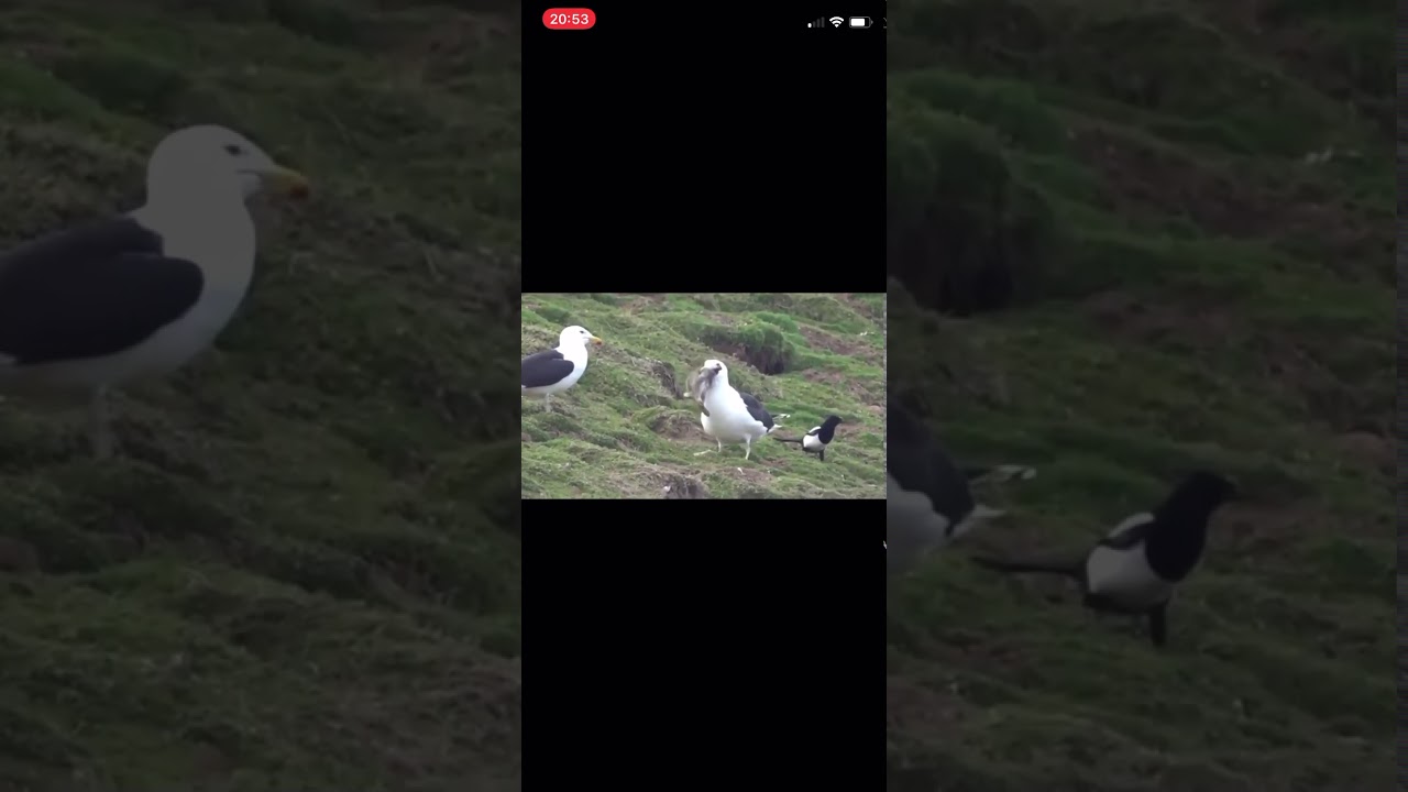 Seagull swallows rabbit whole - YouTube