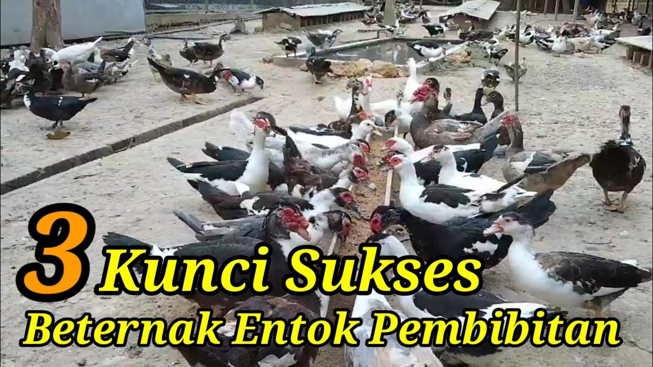 Inilah Rahasia Sukses Beternak Entok Pembibitan Yang Harus Di Ketahui ...