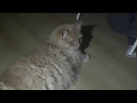 Daphne the Beautiful Maine Coon cat playing night owl in the nightlife ...