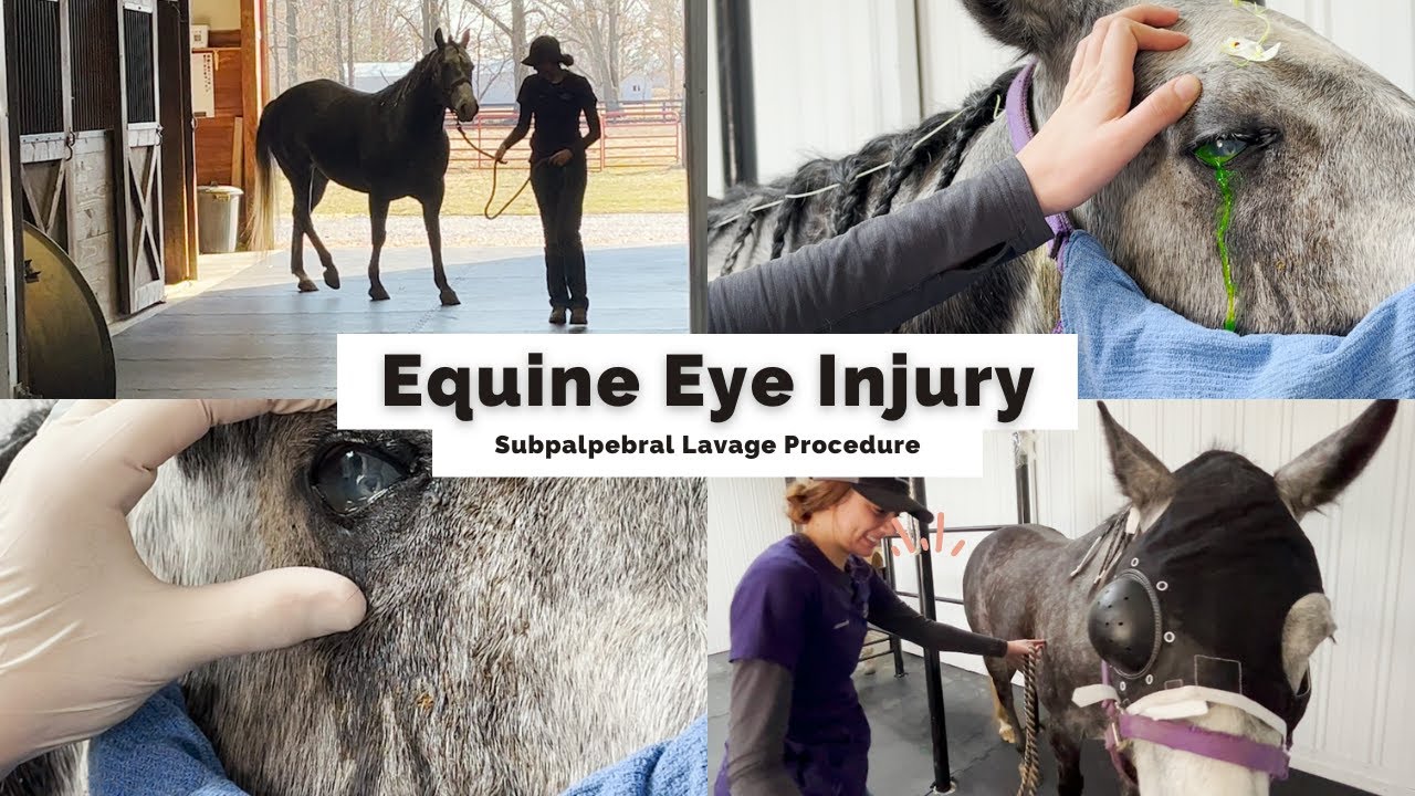 BAD EYE ULCER INJURY!! - Subpalpebral Lavage procedure, full process ...
