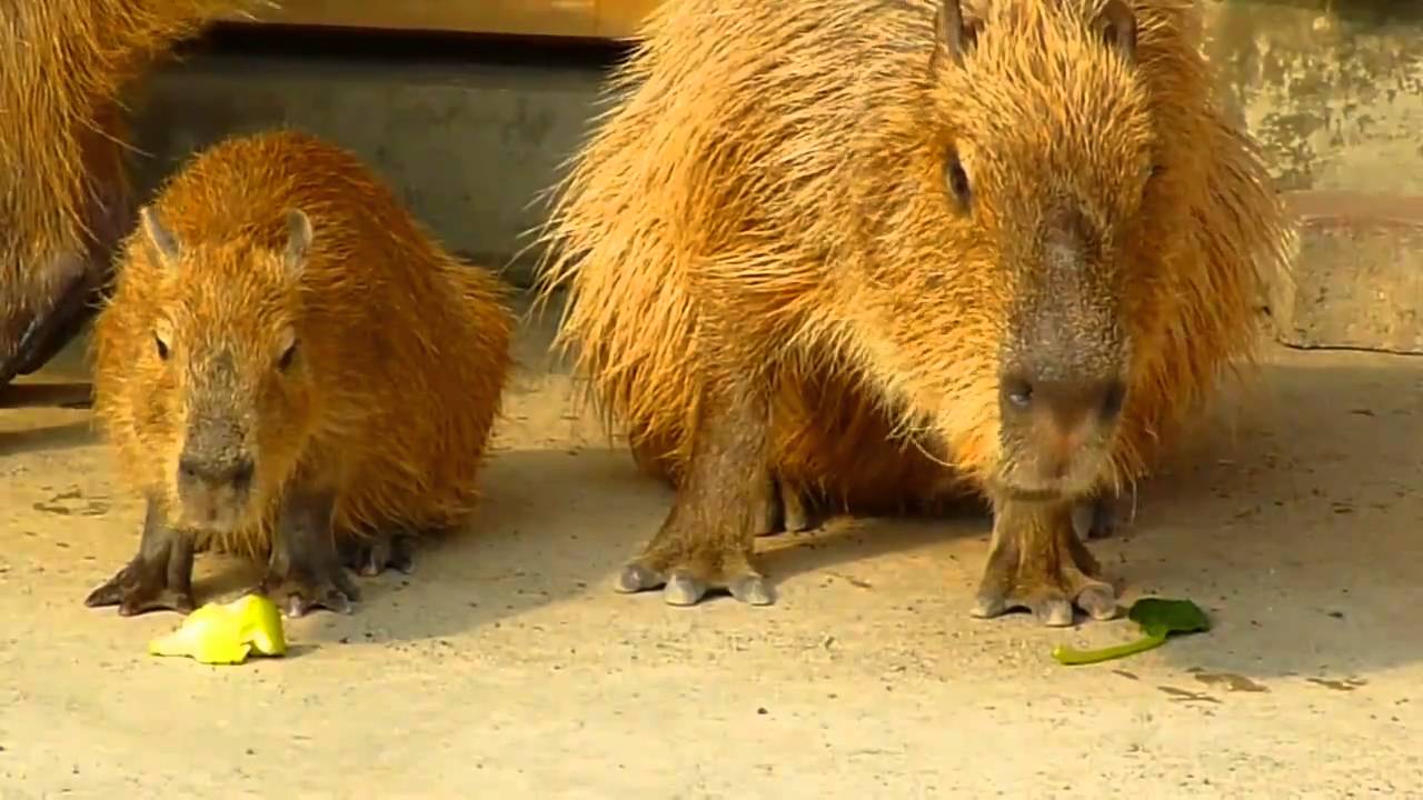 Father Capybara Has Taken His Child s Apple YouTube father-capybara-has-taken-his-child-s-apple-youtube