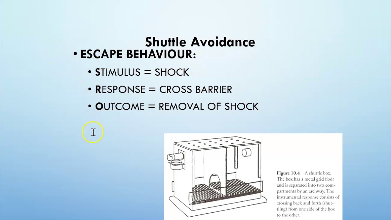 Escape and Avoidance - YouTube