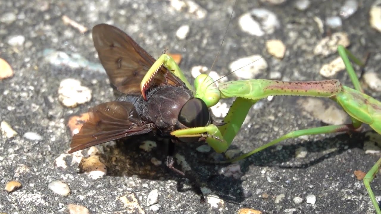 Praying Mantis eats a Horse Fly for Lunch - YouTube