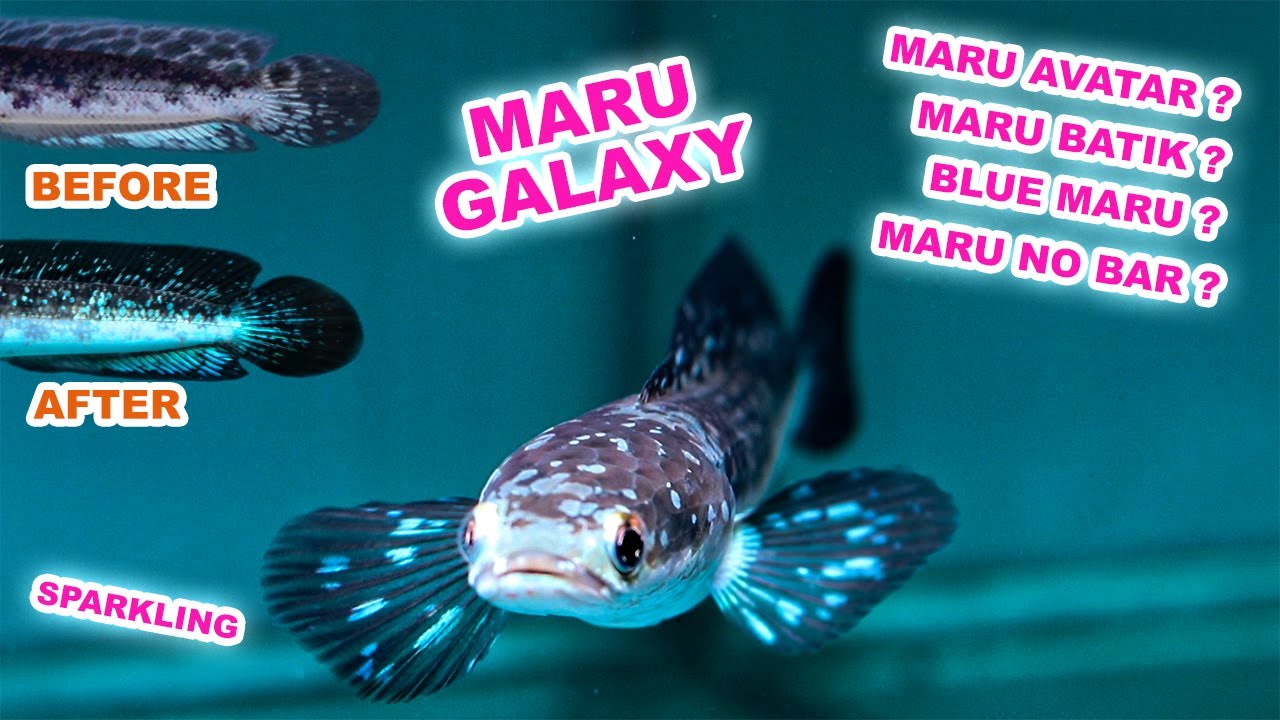 Genetik Baru Channa?! Maru Galaxy Unik! Warnanya Sparkling Cantik ...