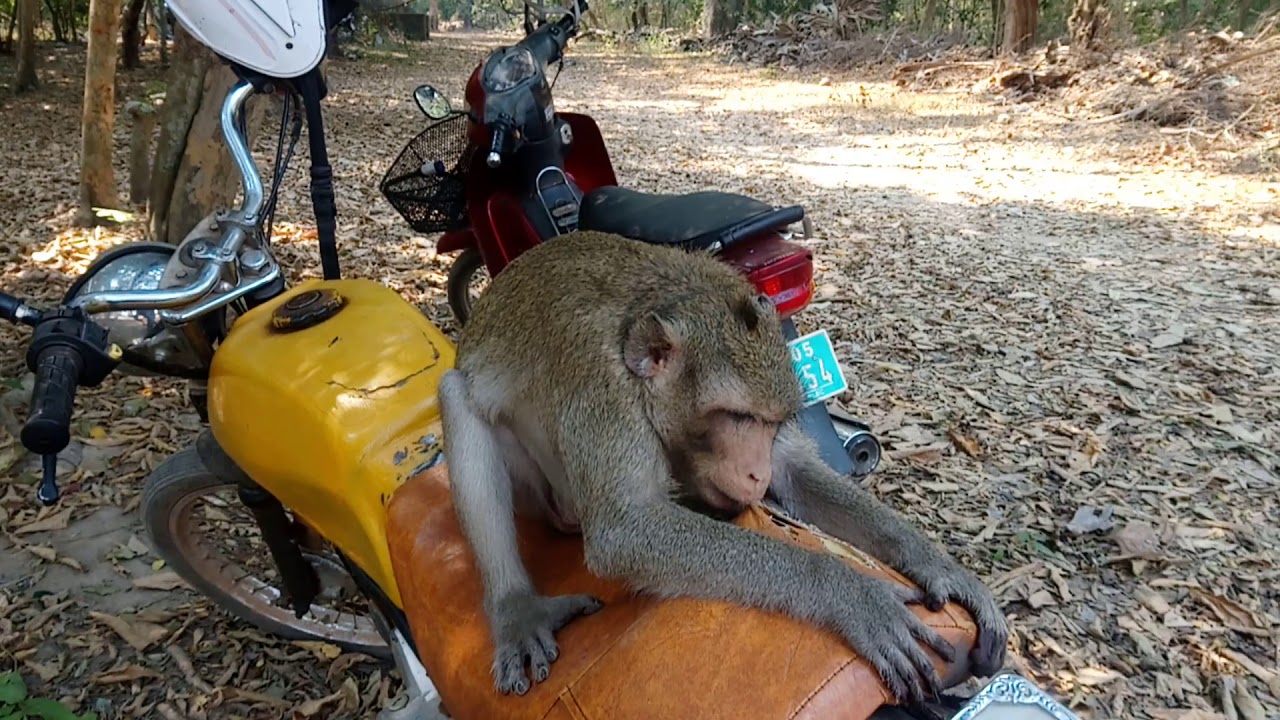 Monkey see his face in the mirror 😂 - YouTube