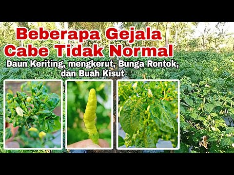 Gejala Apa Pada Tanaman Cabe Ini? Daun Keriting dan Mengkerut, Buah ...