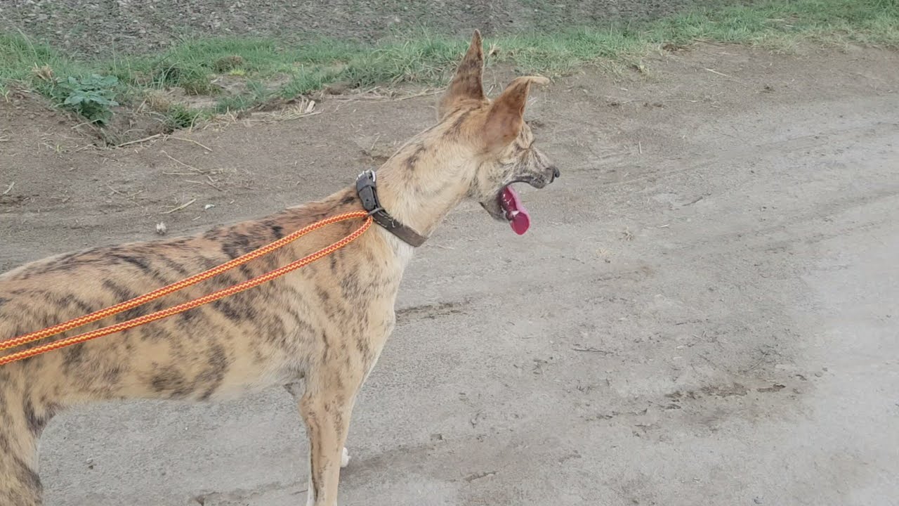 Shekari kutta#Allrounder#Shekari dog# Racer kutta# winner 4 time - YouTube