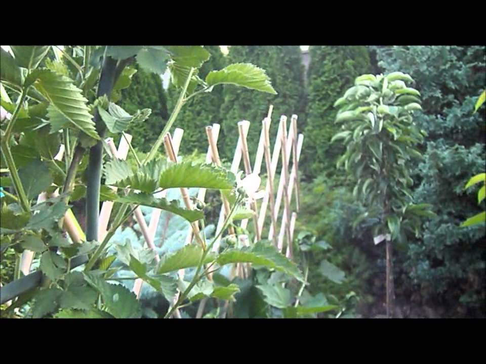 Filip Vavro a Dary Demencie - Záhrada - YouTube