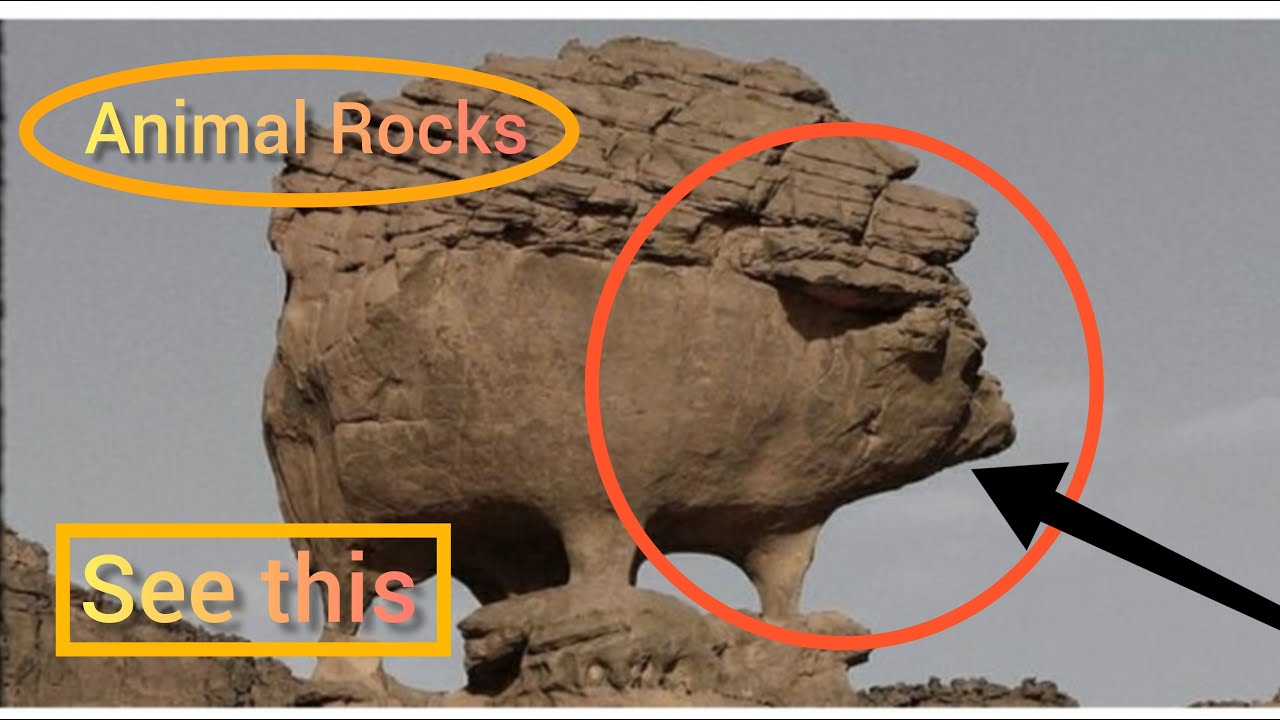 Real Rock Animals