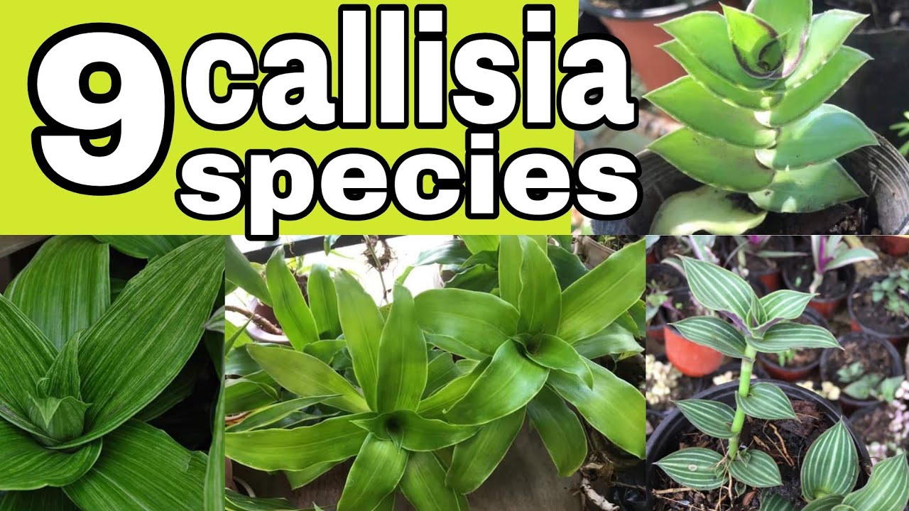 9 different types of callisia//inch plants+names//mga pangalan ng ...