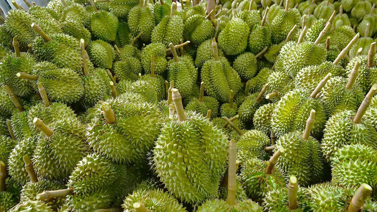 Harvest Durian Fruit on a Farm with 3000 Durian Trees - Thai Street ...