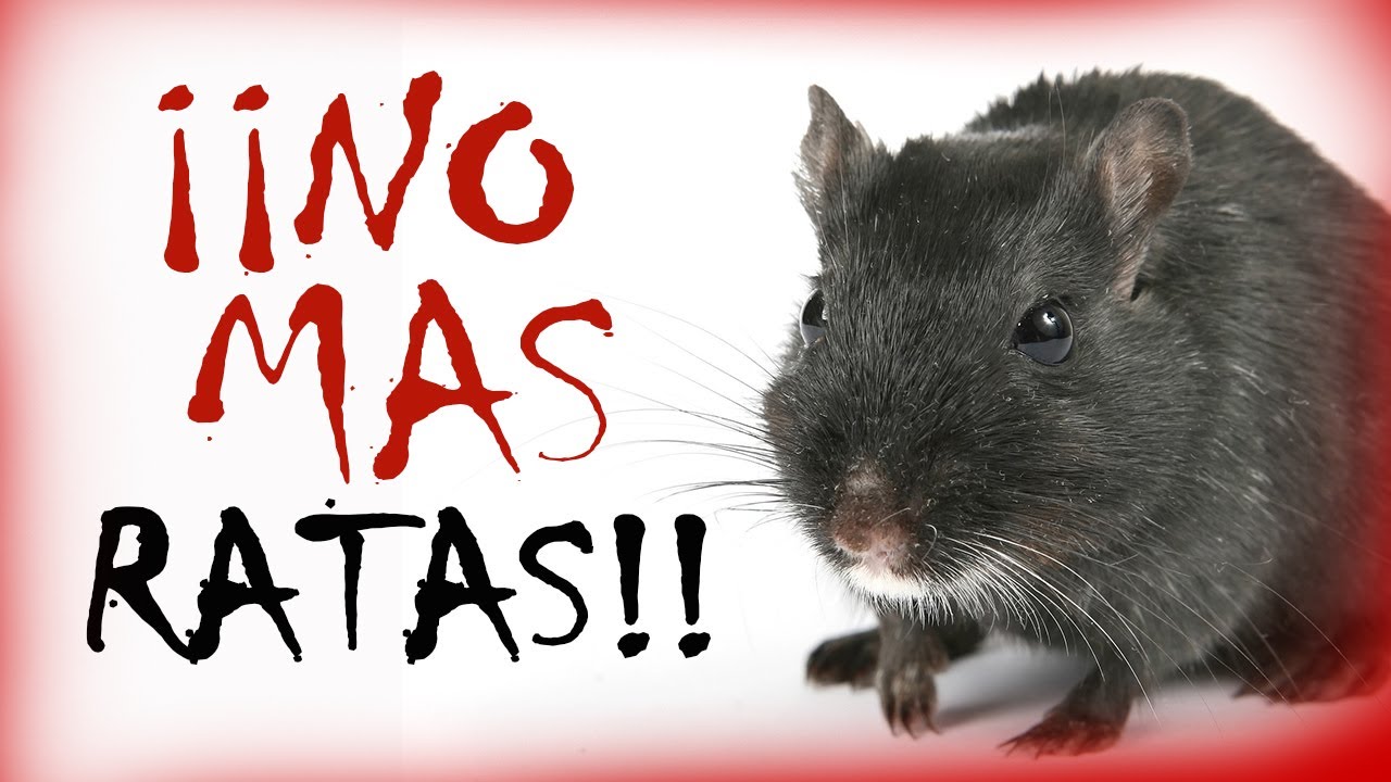 El Mejor Veneno Casero Para Ratas y Ratones ¡¡ACABA CON ELLOS!! - YouTube