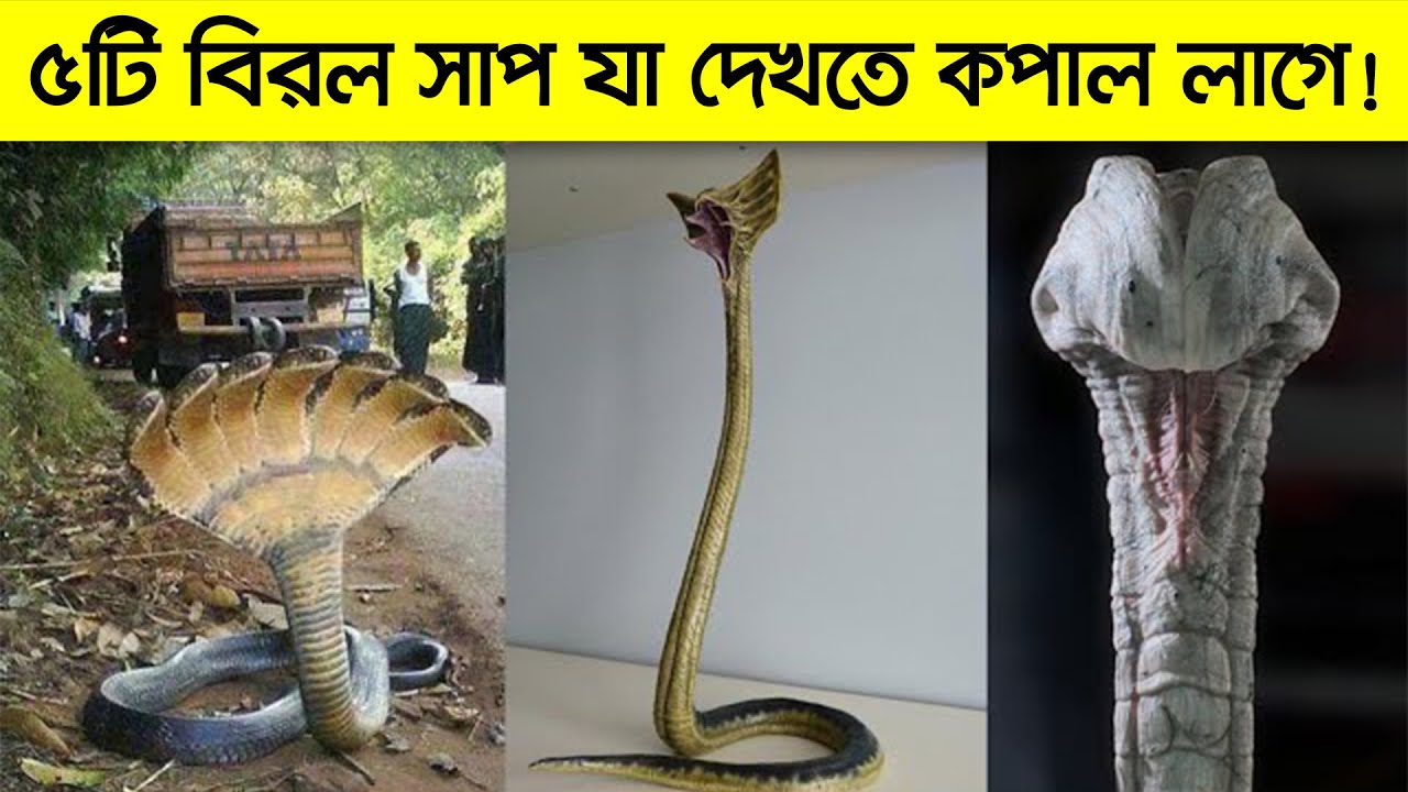 এমন সাপ দেখার জন্যও কপাল লাগে || ১০ টি অদ্ভুত এবং বিরল সাপ যা শুধু ...