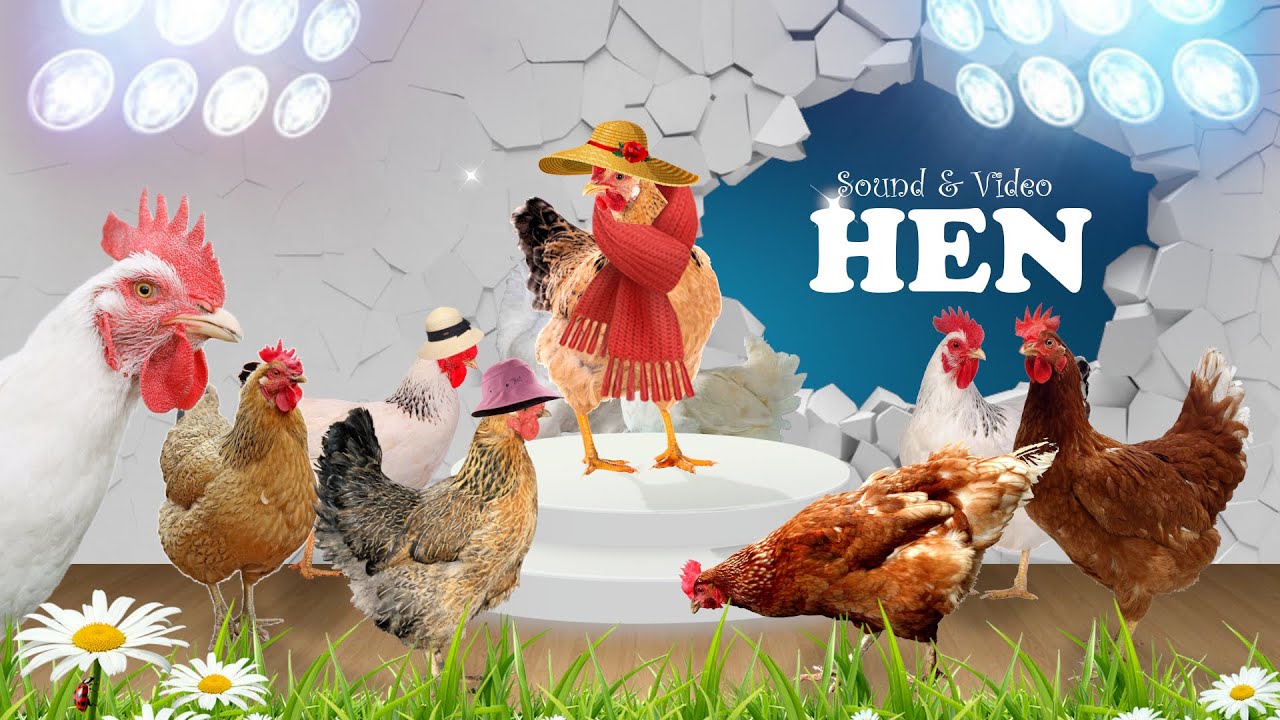 Animal Sounds of chicken Hen - YouTube