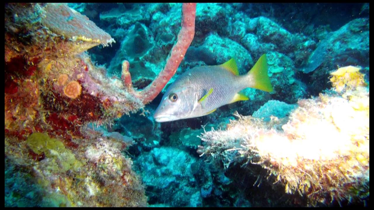 KDUK diving Bonaire February 2016 - YouTube
