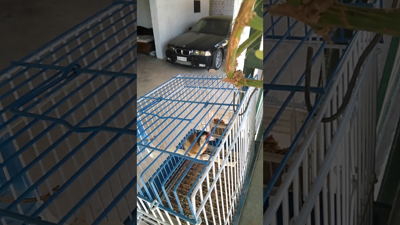 Καρδερινα ελληνικη (γυφτοπουλα Σαντορινης 2 χρονια κλουβιασμενη) - YouTube