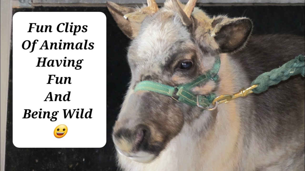 Fun Clips Of Animals Having Fun And Being Wild 😀 - YouTube