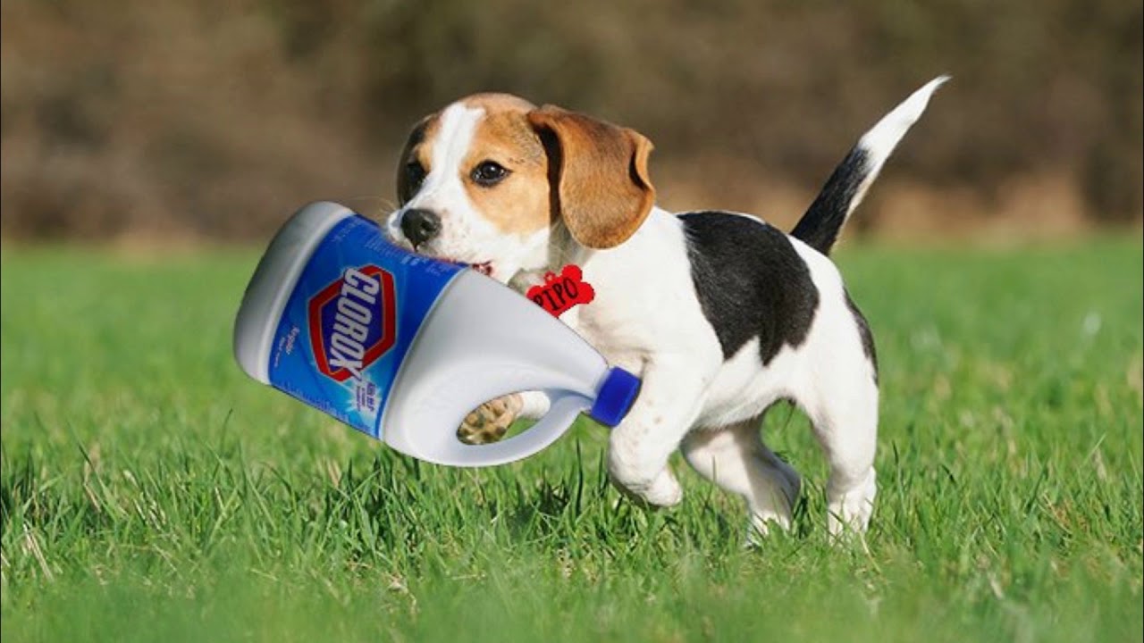 La leyenda del Perro Pipo Gambino (ft. Alexelcapo) (HQ/320KBPS) - YouTube