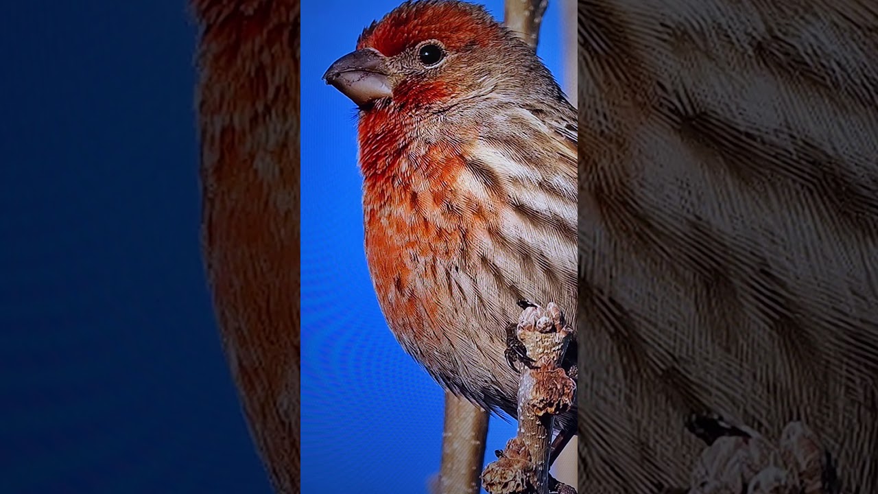 House finch call - YouTube