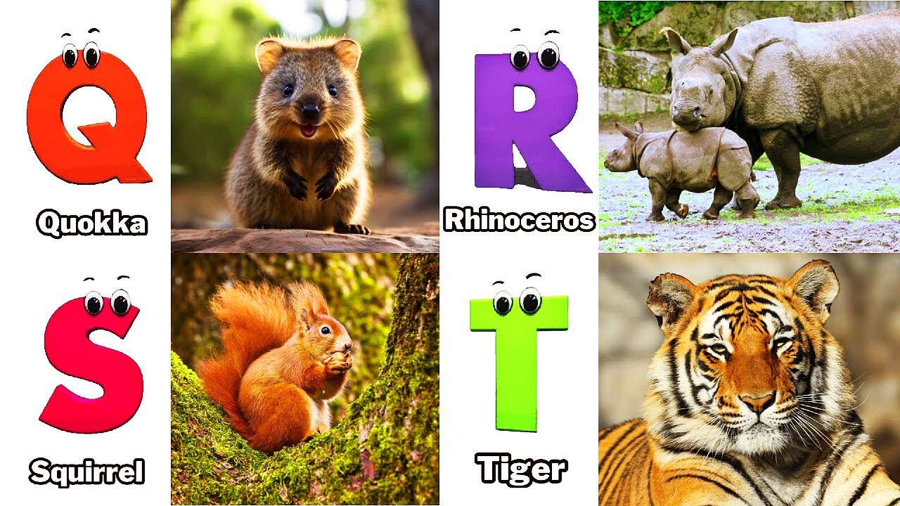 ABC - Alphabet Song - ABC Song - Collection - 2024 #1031 - YouTube
