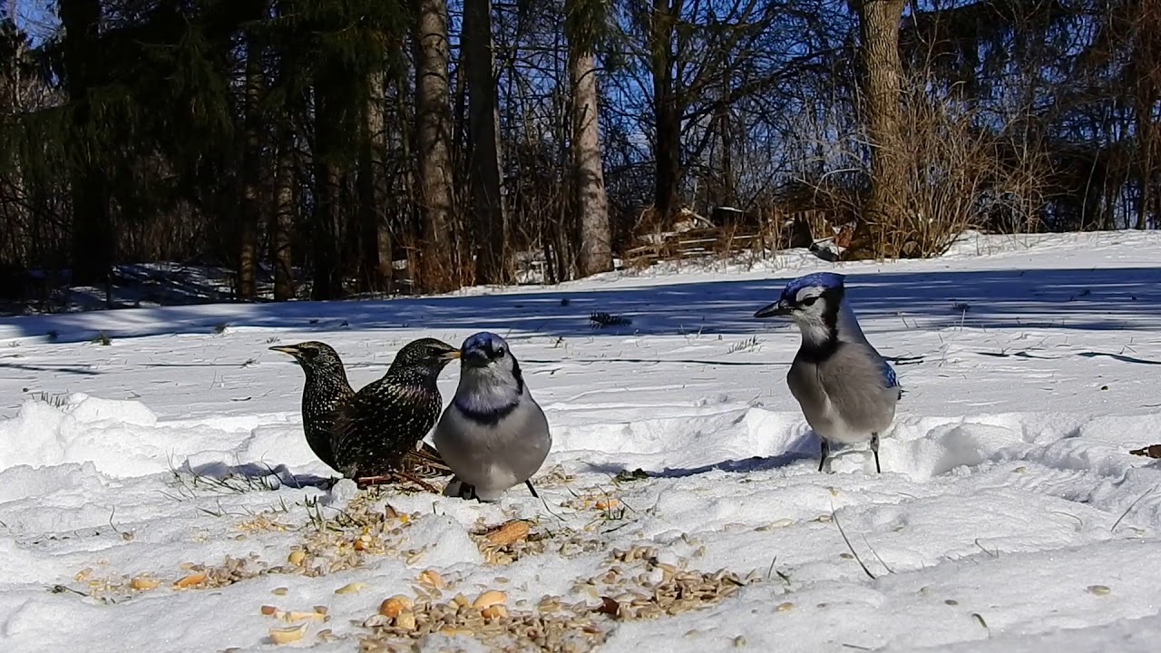 Blue Jays and Starlings (birds) - YouTube