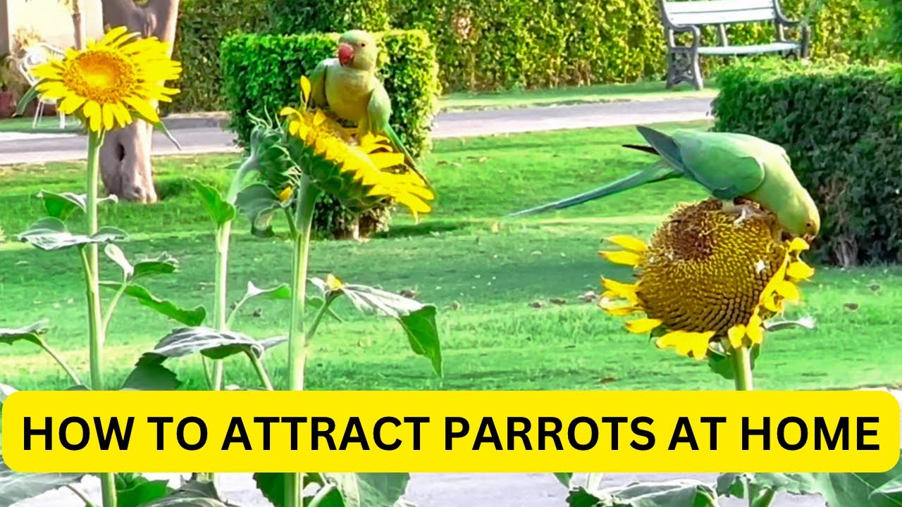 How to Attract Parrots in your Lawn - YouTube