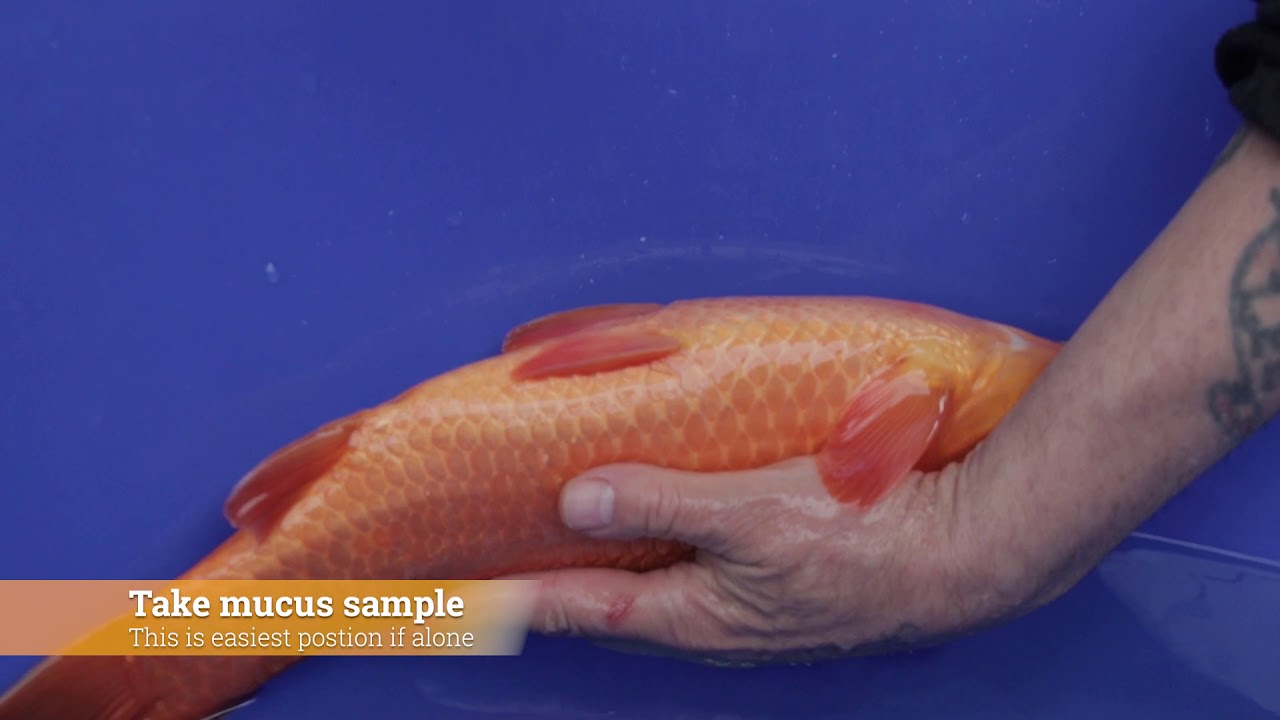 Kitsu Koi How To Take a Mucus Sample Scrape from Koi - YouTube