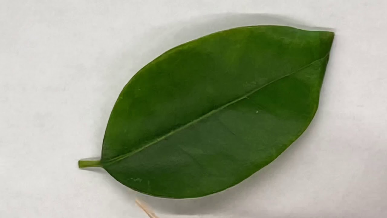 Leaf dissection - YouTube