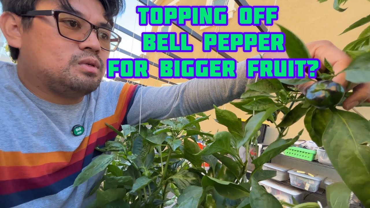 Topping Off Bell Pepper during Cold Weather for Bigger Fruit?( Just ...