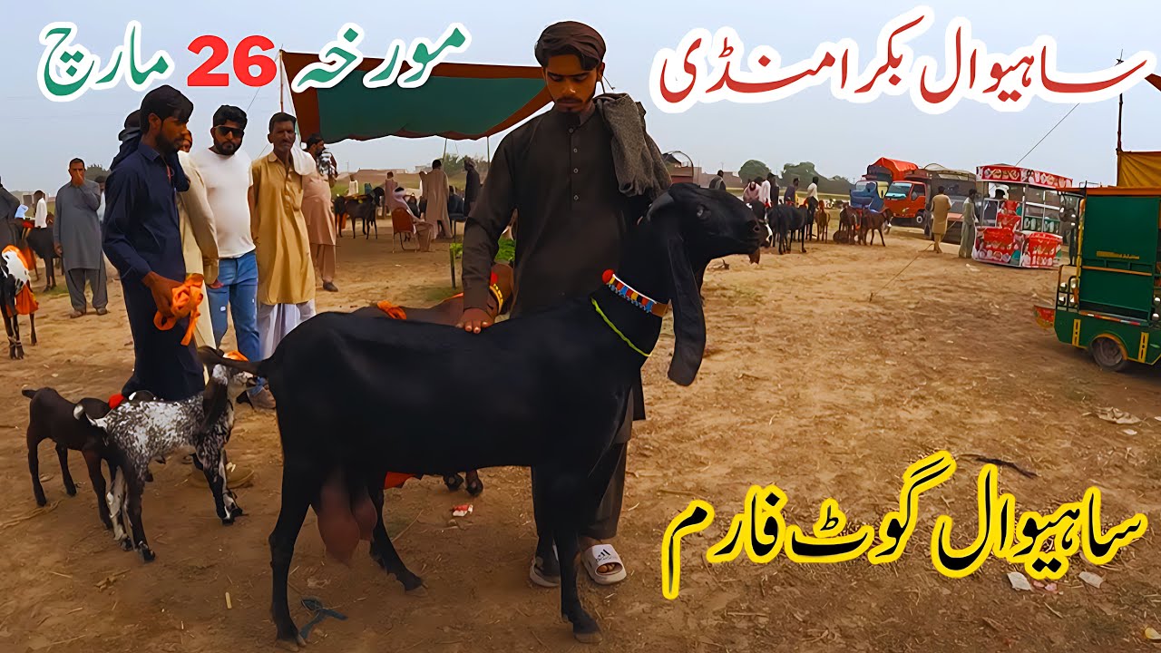 Sahiwal Bakra Mandi Fresh Update | Sahiwal Goat Farm 🐐 🇵🇰 - YouTube