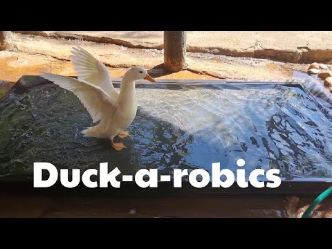 Quacker Ducks: Puddles demonstrating why ducks need water - YouTube