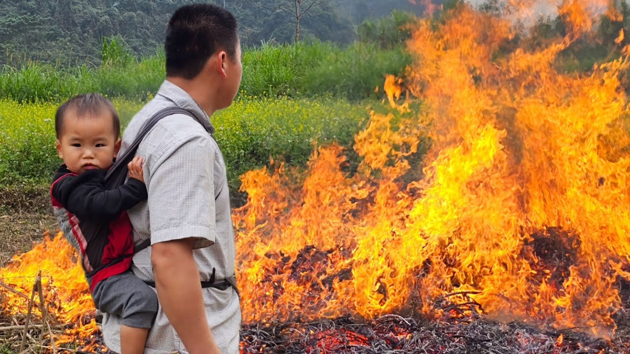 Prepare for the new crop: Taking care of two sows giving birth in one ...