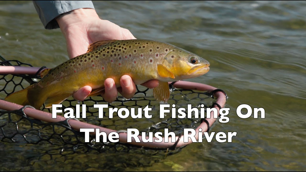 Fall Trout Fishing On The Rush River - YouTube