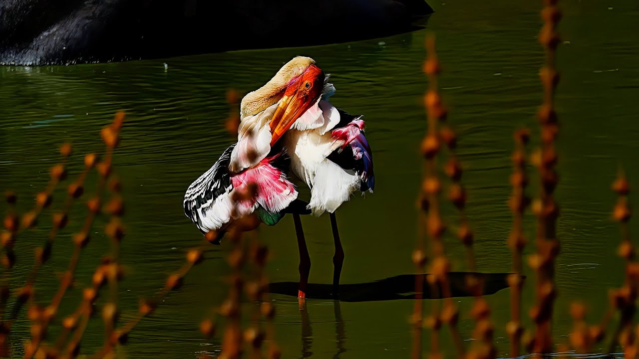 NAPSL FRIENDSHIP TOUR SRILANKA 2023 08 24雅拉國家公園野生動物園 白頭䴉鸛Yala National ...