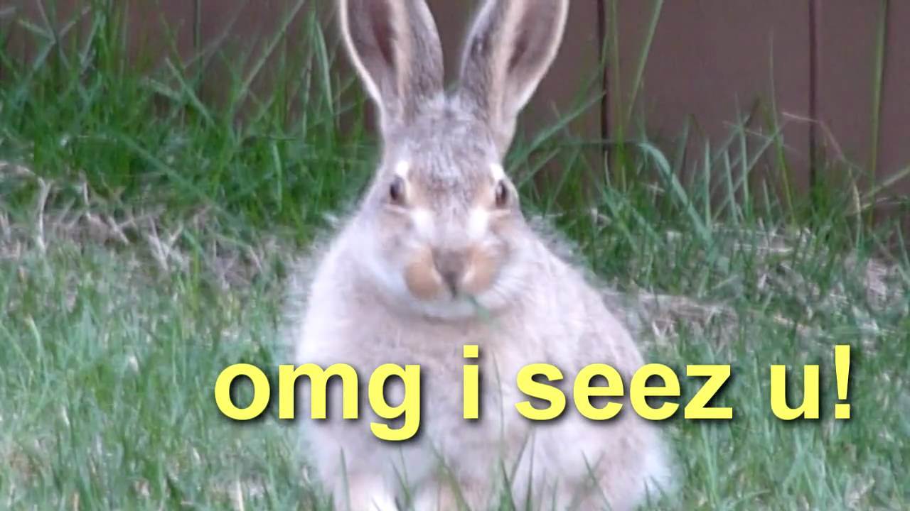 Real-life Silly Wabbit Tricks! Crazy Cute bunny flips out in my yard ...