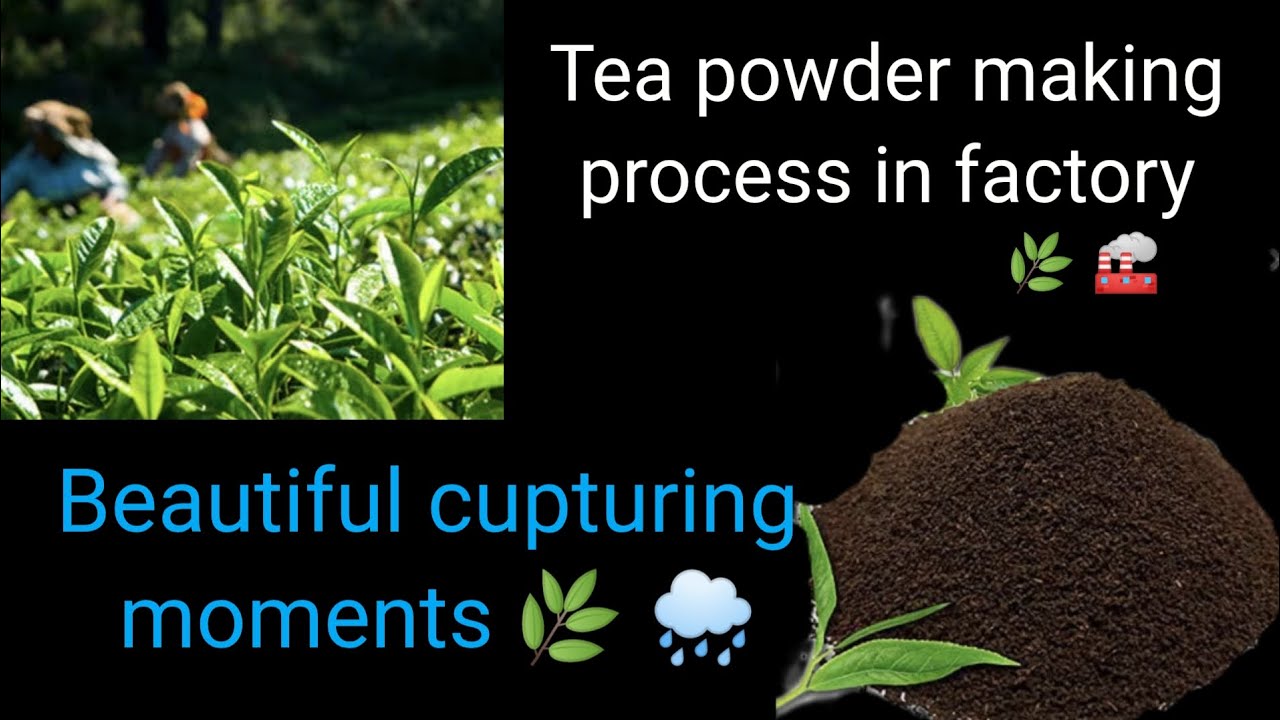 Tea powder making process in factory 🏭/some beautiful cupturing moments ...
