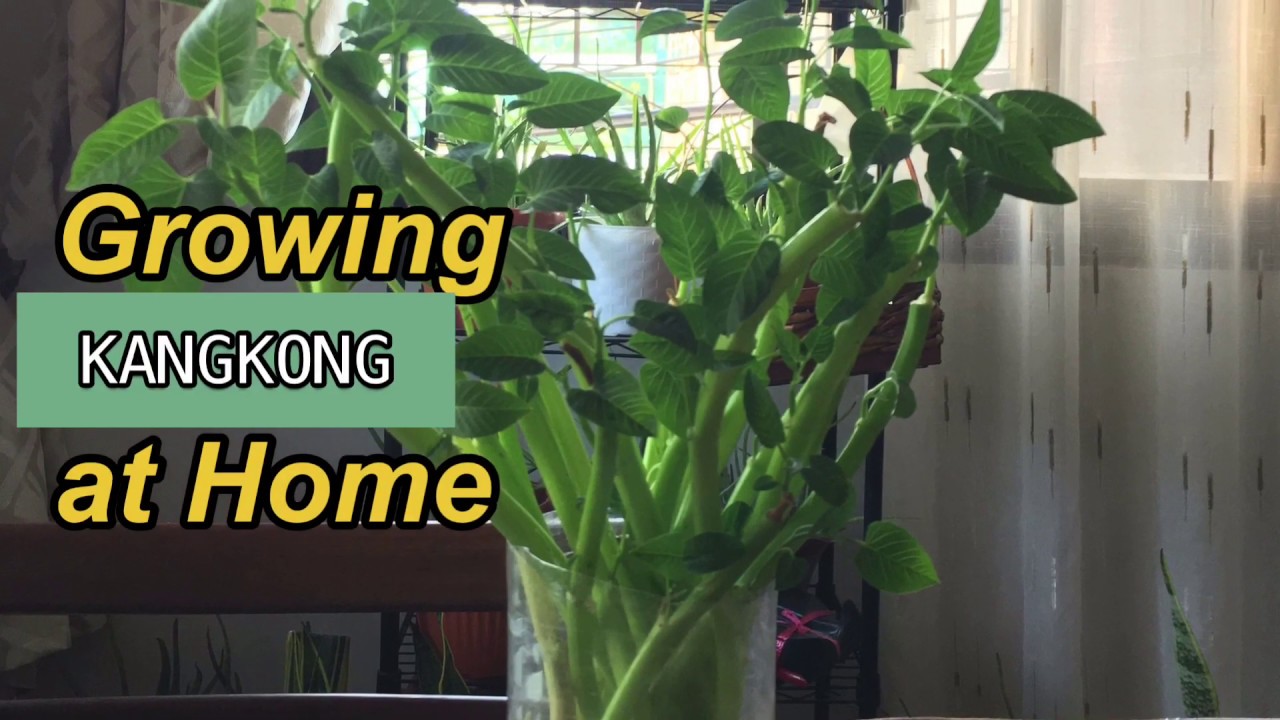 Growing Kangkong ( Water Spinach) at Home - YouTube