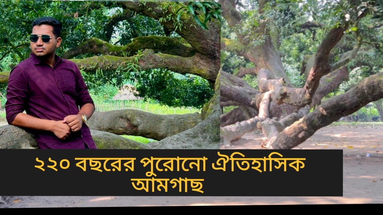 ঠাকুরগাঁওয়ে প্রকৃতির বিস্ময়। ২২০ বছরের সূর্যপুরী আমগাছ। World famous ...