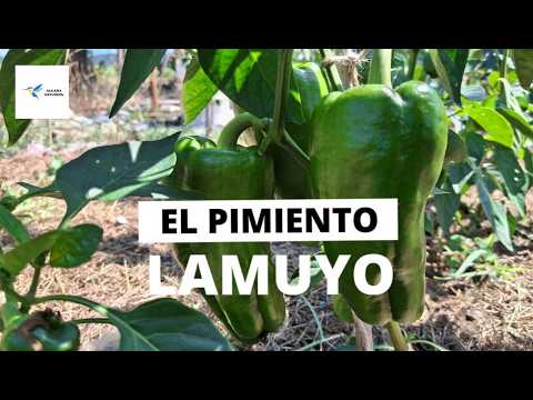 🌱 El secreto del pimiento Lamuyo: origen, cultivo y cuidados - YouTube