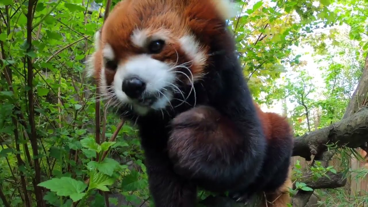 Red Panda Moshu Munches On Apple Snacks - YouTube