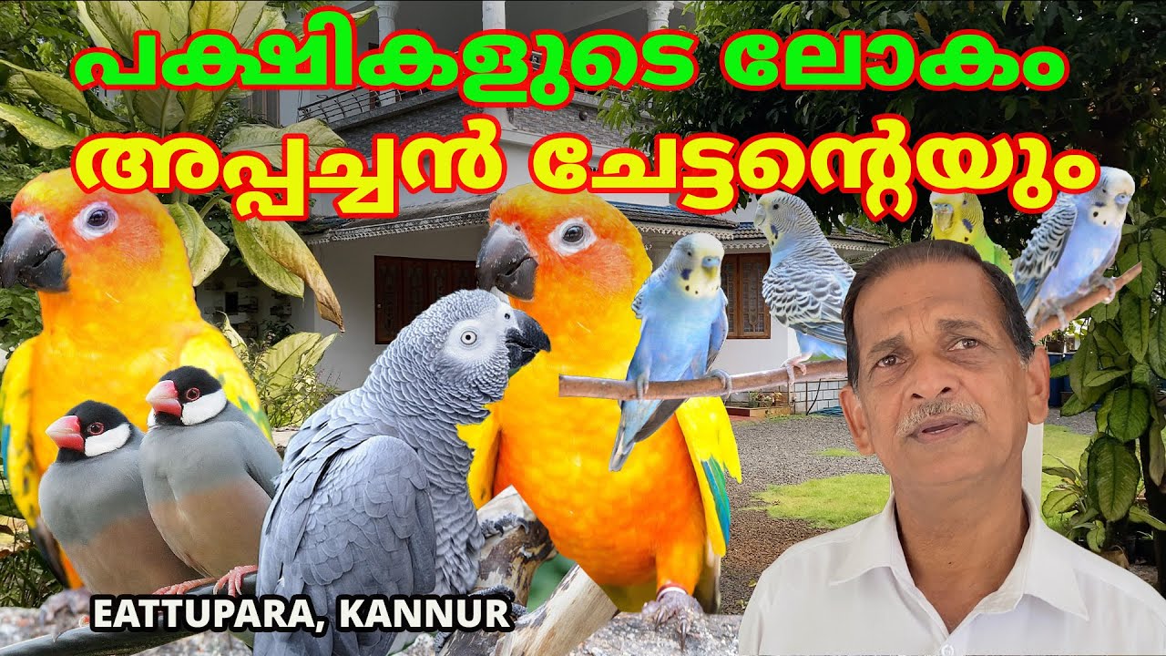 പക്ഷികളുടെ ലോകം അപ്പച്ചൻ ചേട്ടന്റെയും #birds #pets #petsvlog # ...