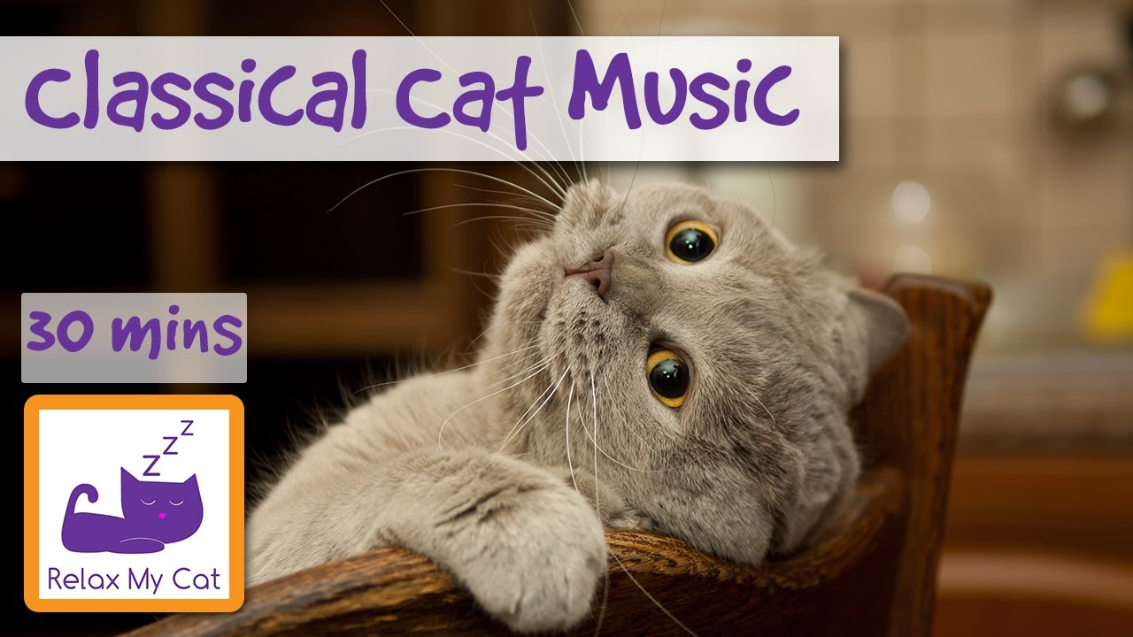 Classical Music For Cats Classical Music With Orchestra And Piano To classical-music-for-cats-classical-music-with-orchestra-and-piano-to