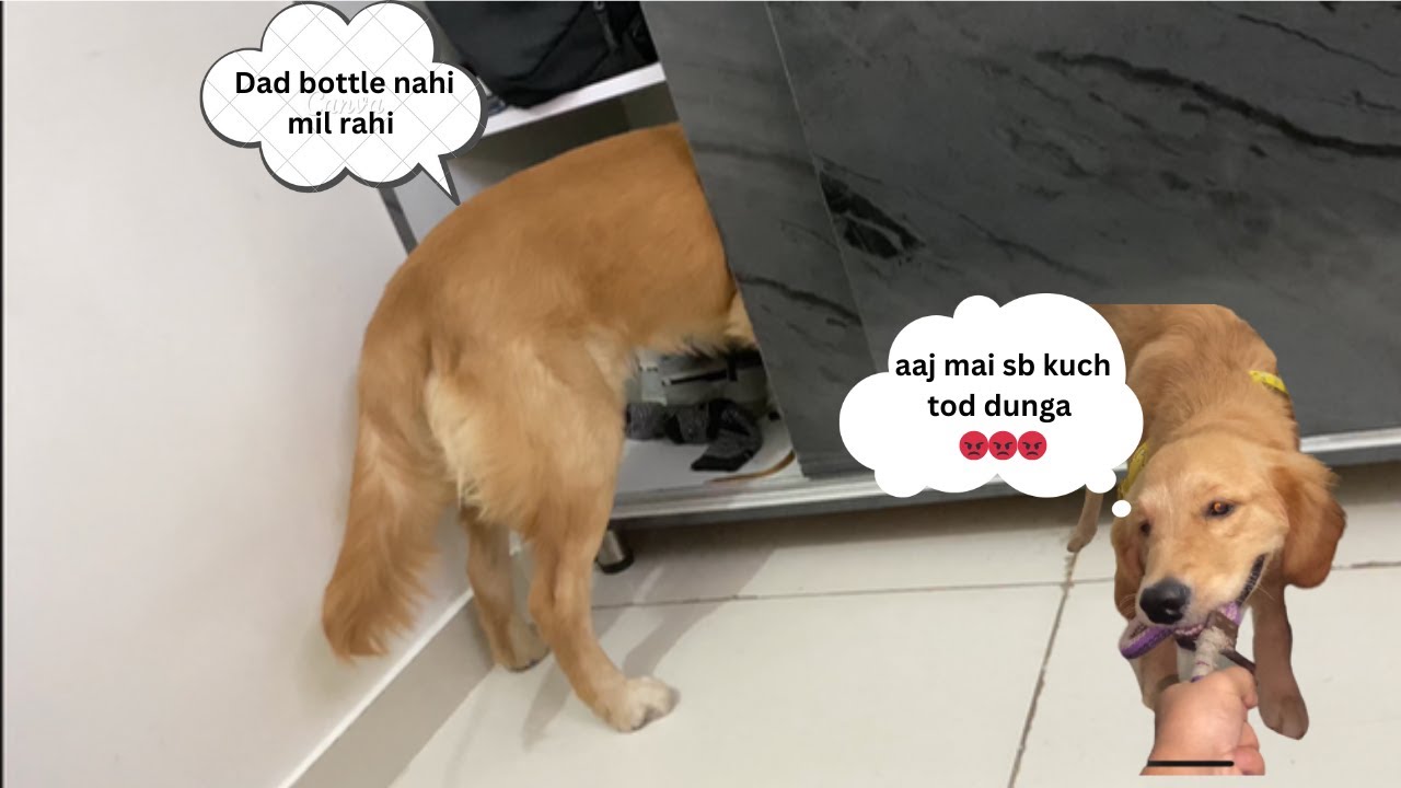 Dogs are the most innocent creature 🥺 | vlog - 23 | @Sigmaaa275 - YouTube