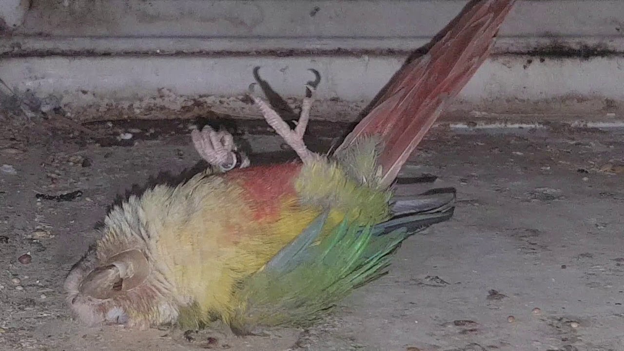 Epilepsie Attacks at sun conures - YouTube