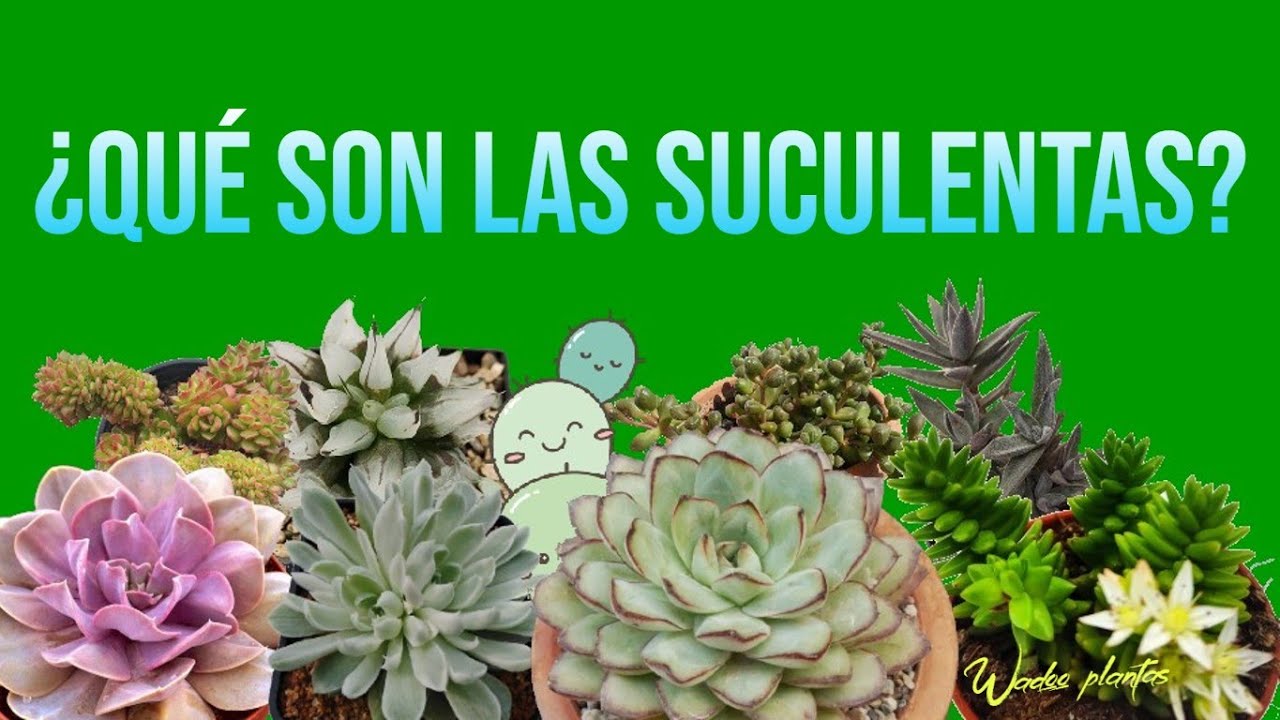 ¿Qué son las suculentas? - YouTube