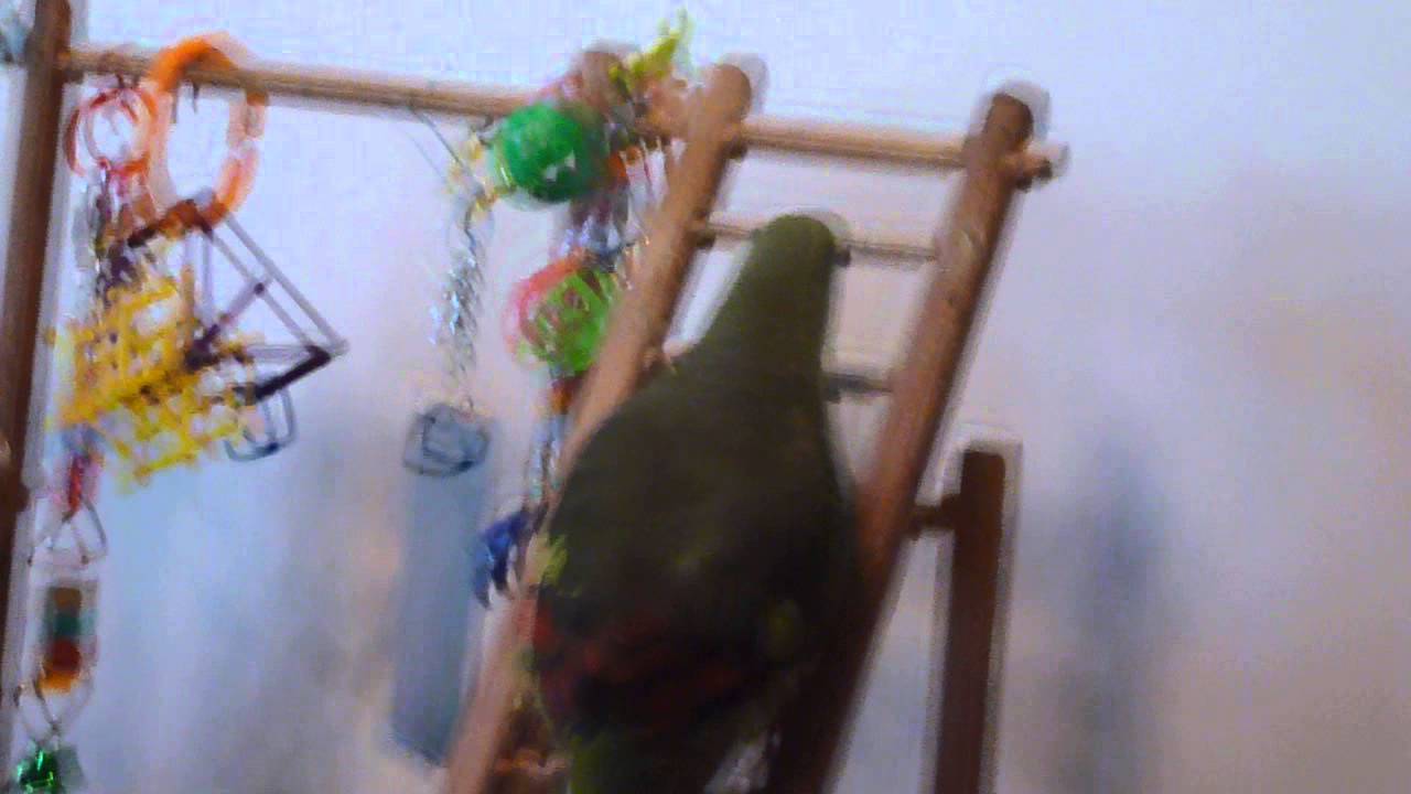 PEBBLES MY AUSTRAILIAN ROCK PEBBLER PARAKEET - YouTube