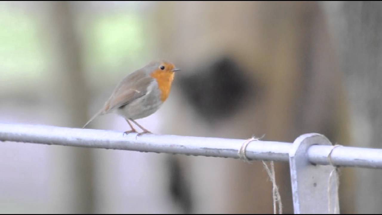 Wildlife Shorts: European Robin - contact calls - YouTube